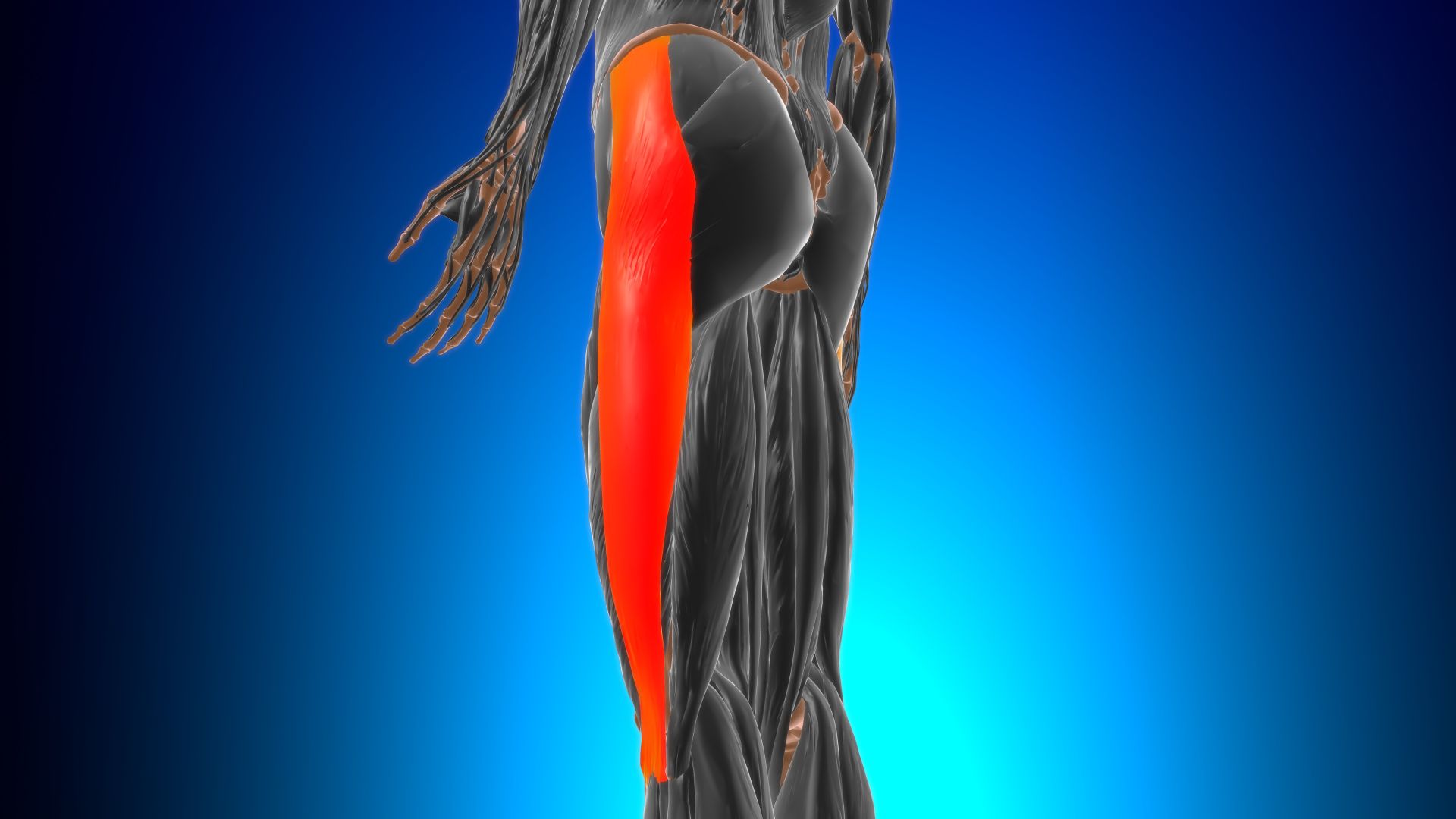 Everything to Know About Tensor Fasciae Latae Pain