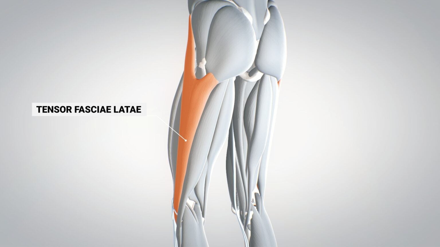 Everything to Know About Tensor Fasciae Latae Pain